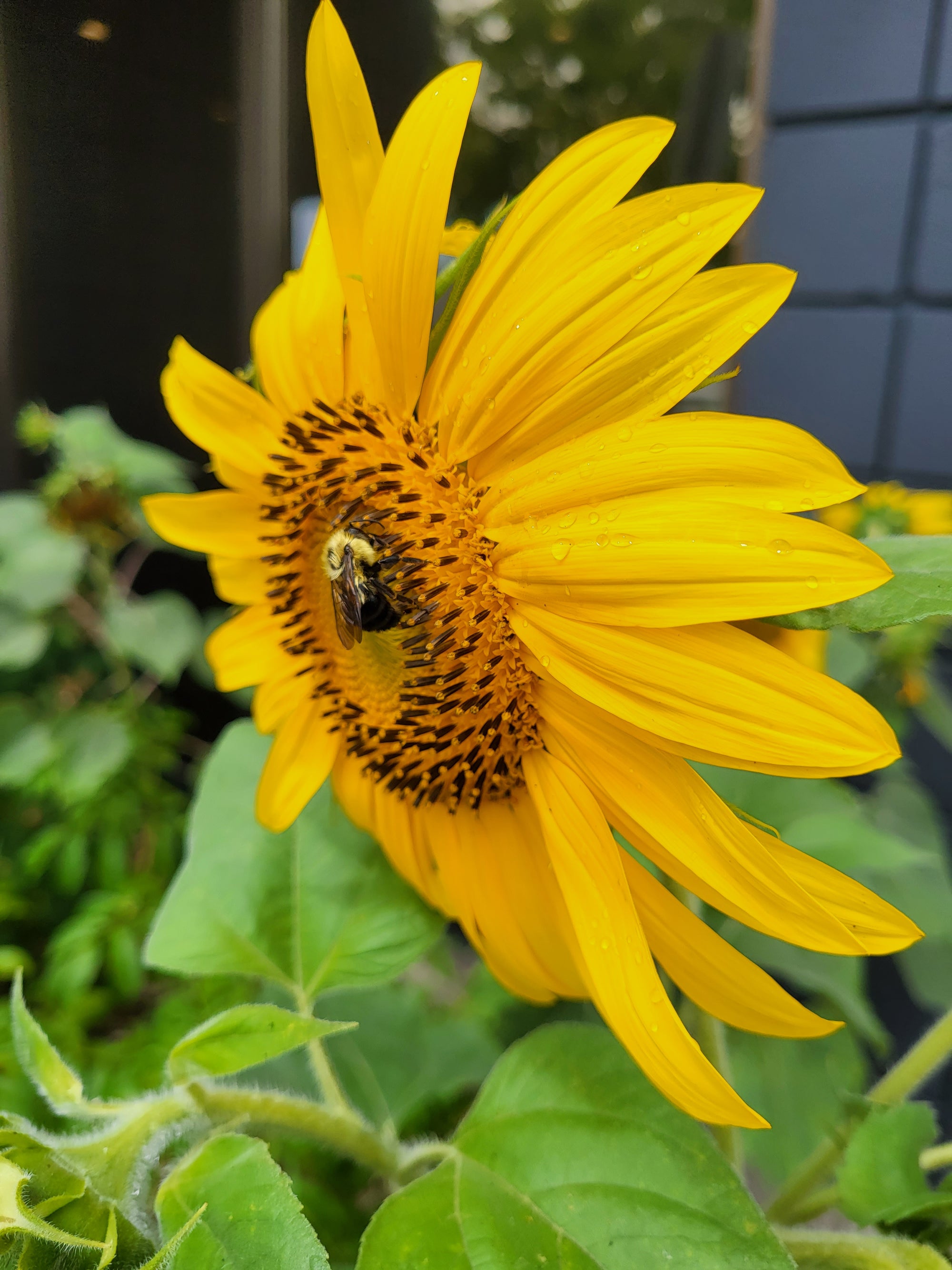 Good fruits multiply/Les bons fruits se multiplient – Hundredfold Canada