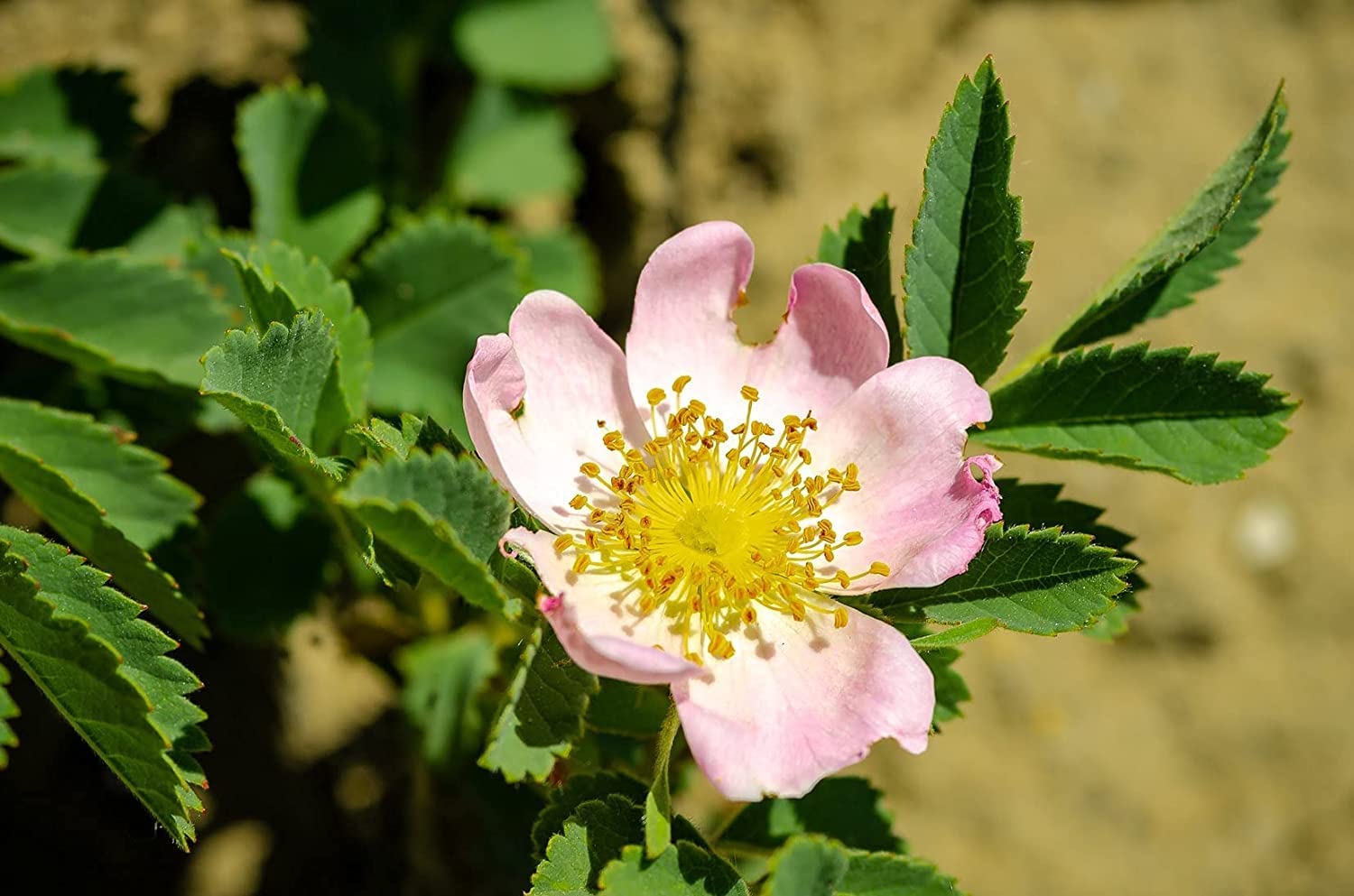 Alberta (Prickly) Wild Rose 1 Cutting- Rosa acicularis Canada Native W ...